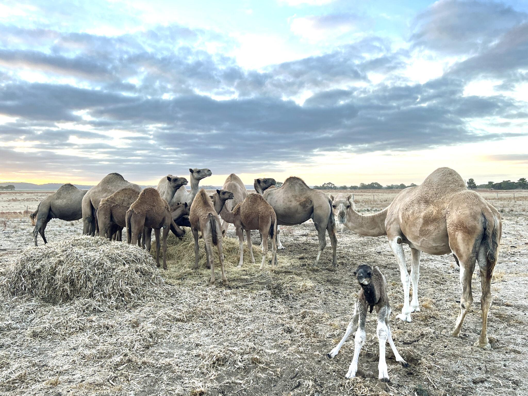 Solar Buggy Camel Safari - SA Rural Women's Gathering