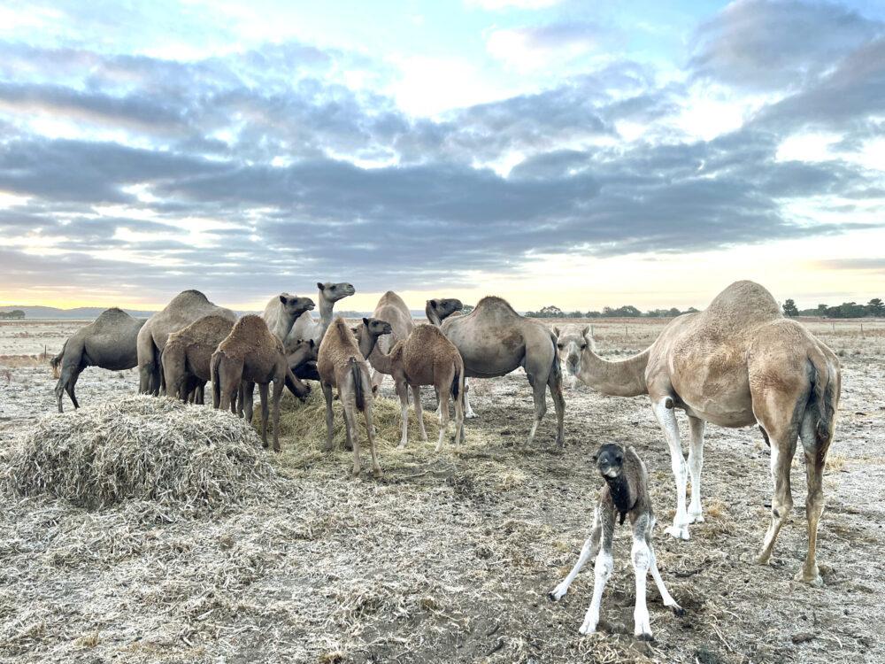 Solar Buggy Camel Safari - SA Rural Women's Gathering